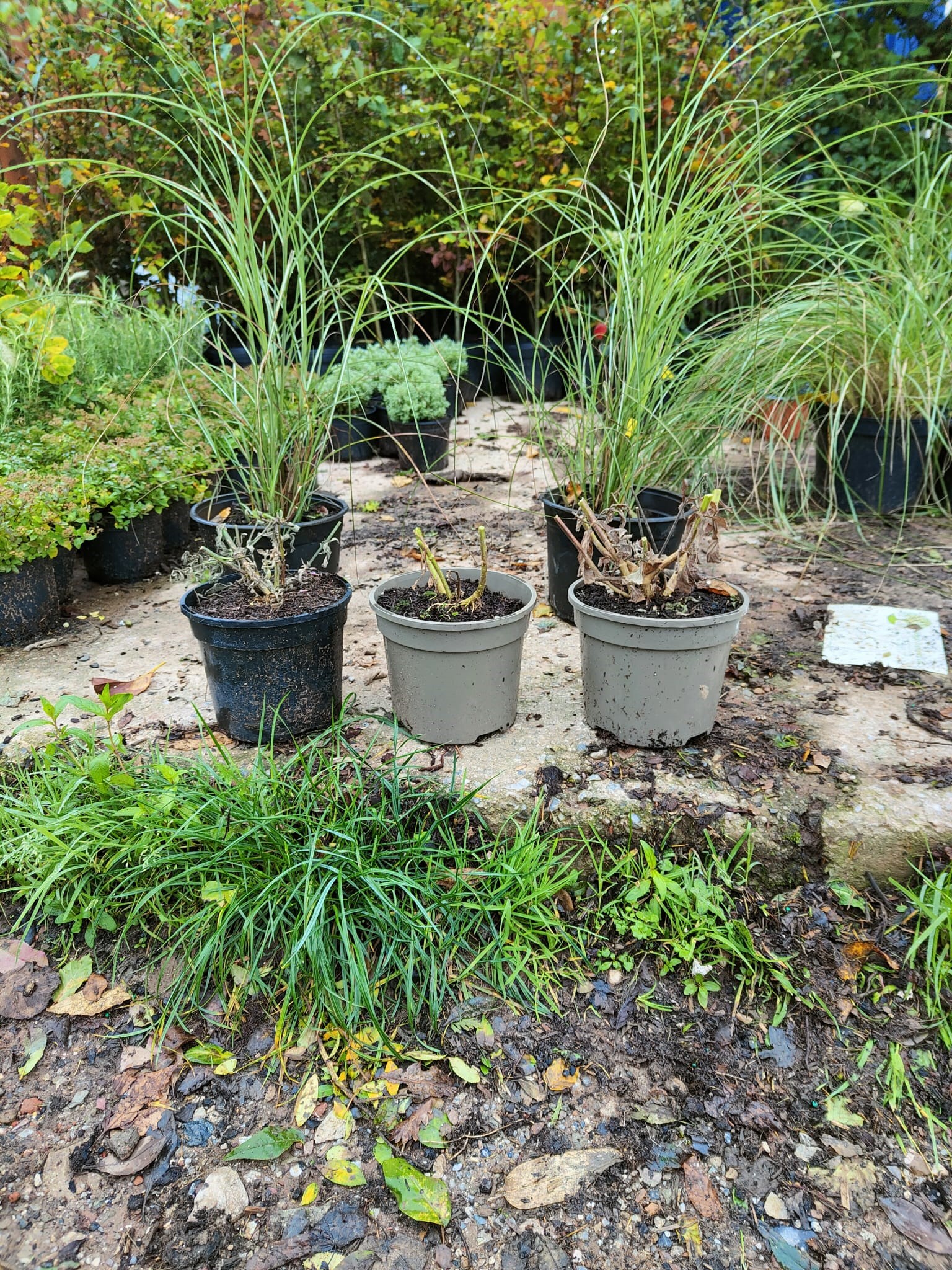 The Black Plant Pot YGS Landscapes the-black-plant-pot-ygs-landscapes